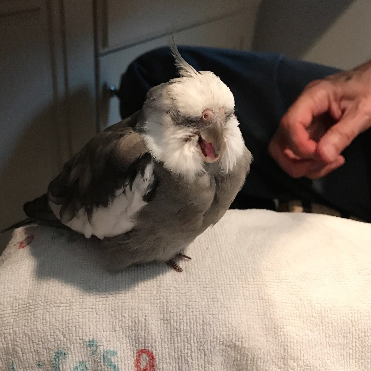 Pearl Explains Parrots: Napping – Love & Feathers & Shells