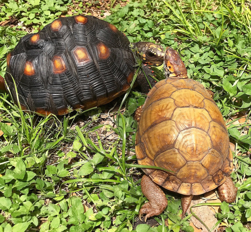 Bruce Explains Box Turtles: Turtle Versus Tortoise Versus Terrapin ...