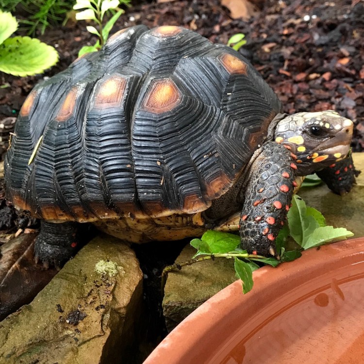 Malti Explains Redfooted Tortoises: Shell Scratches – Love & Feathers ...