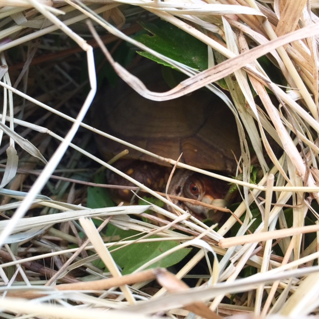 Bruce Explains Box Turtles: Hibernation (Brumation) – Love & Feathers ...