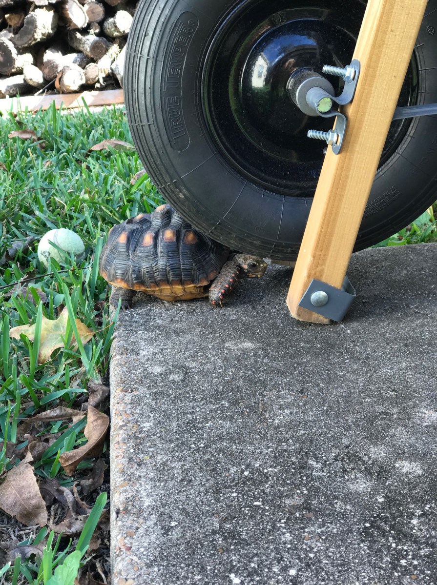 Malti Explains Redfoot Tortoises: Curiosity – Love & Feathers & Shells