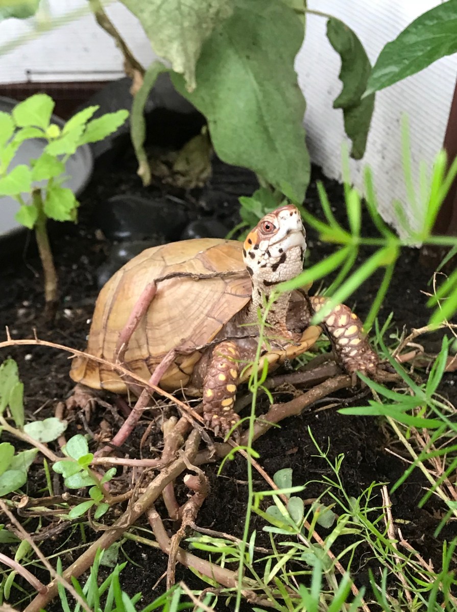 Bruce Explains Box Turtles: Vegetation – Love & Feathers & Shells