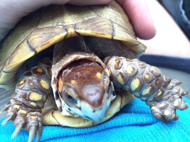 Bruce’s Picks: 3 Toed Box Turtle Food, Treats, Toys, Supplies and More ...