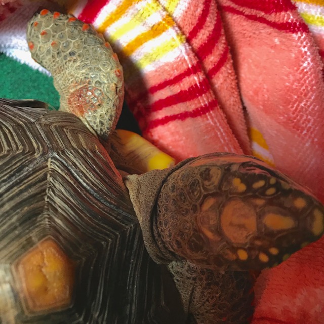 Day 11: Tortoise Sneezing Fit! – Love & Feathers & Shells