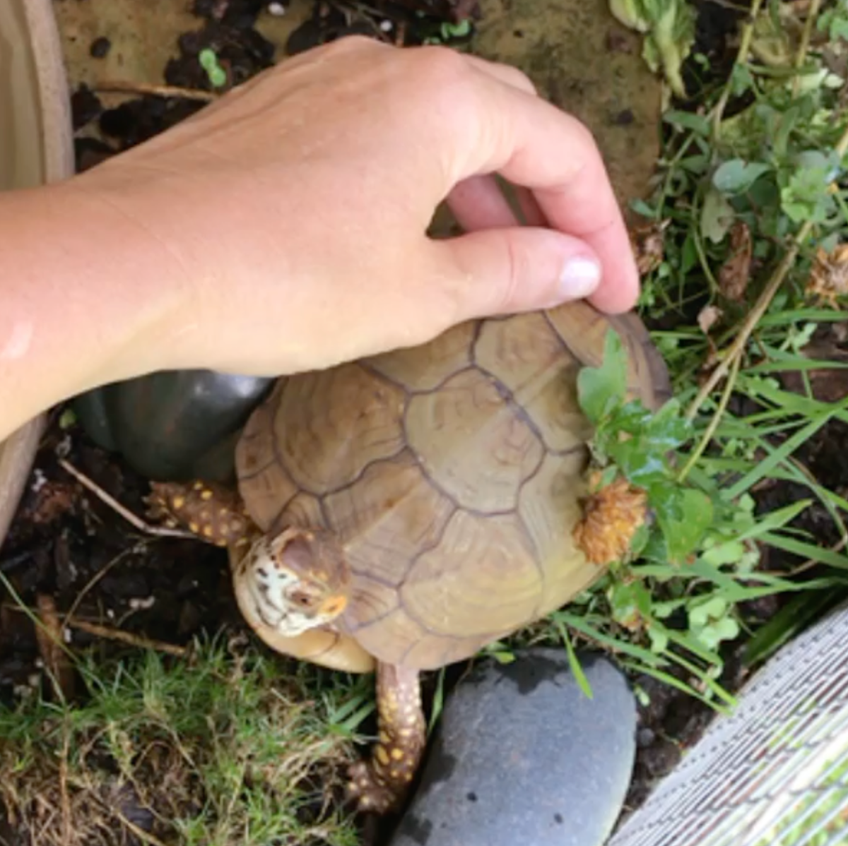 Day 177: Rescued Box Turtle Shell Scratches – Love & Feathers & Shells