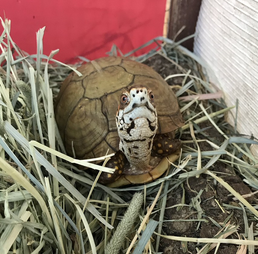 Day 168: Box Turtle Home Tour – Love & Feathers & Shells