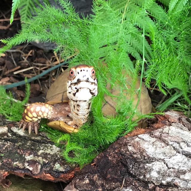 Day 129: Box Turtle Is Fern-licious – Love & Feathers & Shells
