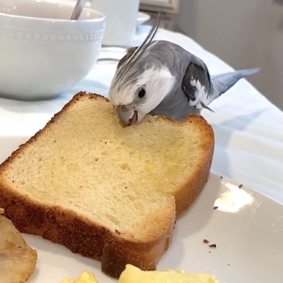 Cuteness for Comfort with Pearl: When Life Hands You Potatoes – Love ...