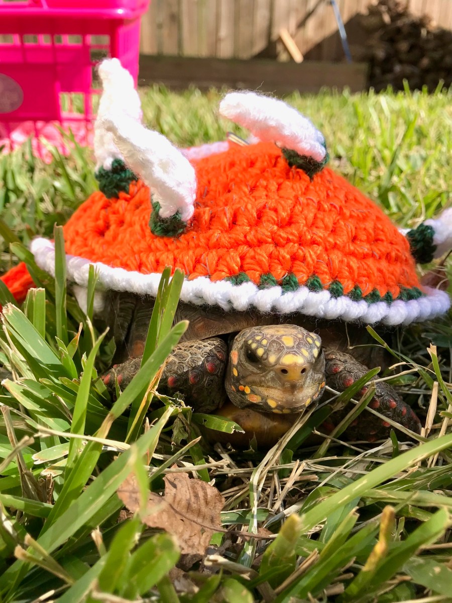 Malti Explains Redfoot Tortoises: Tortoise and Hare – Love & Feathers ...