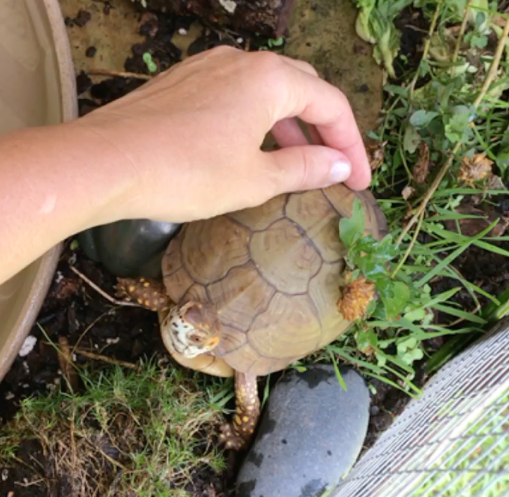 Day 135: Box Turtle Shell Scratches – Love & Feathers & Shells