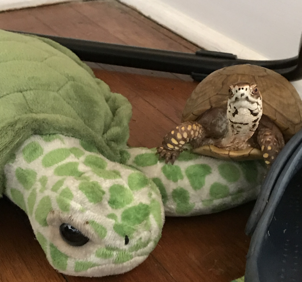 Day 201: A Big Green Box Turtle – Love & Feathers & Shells