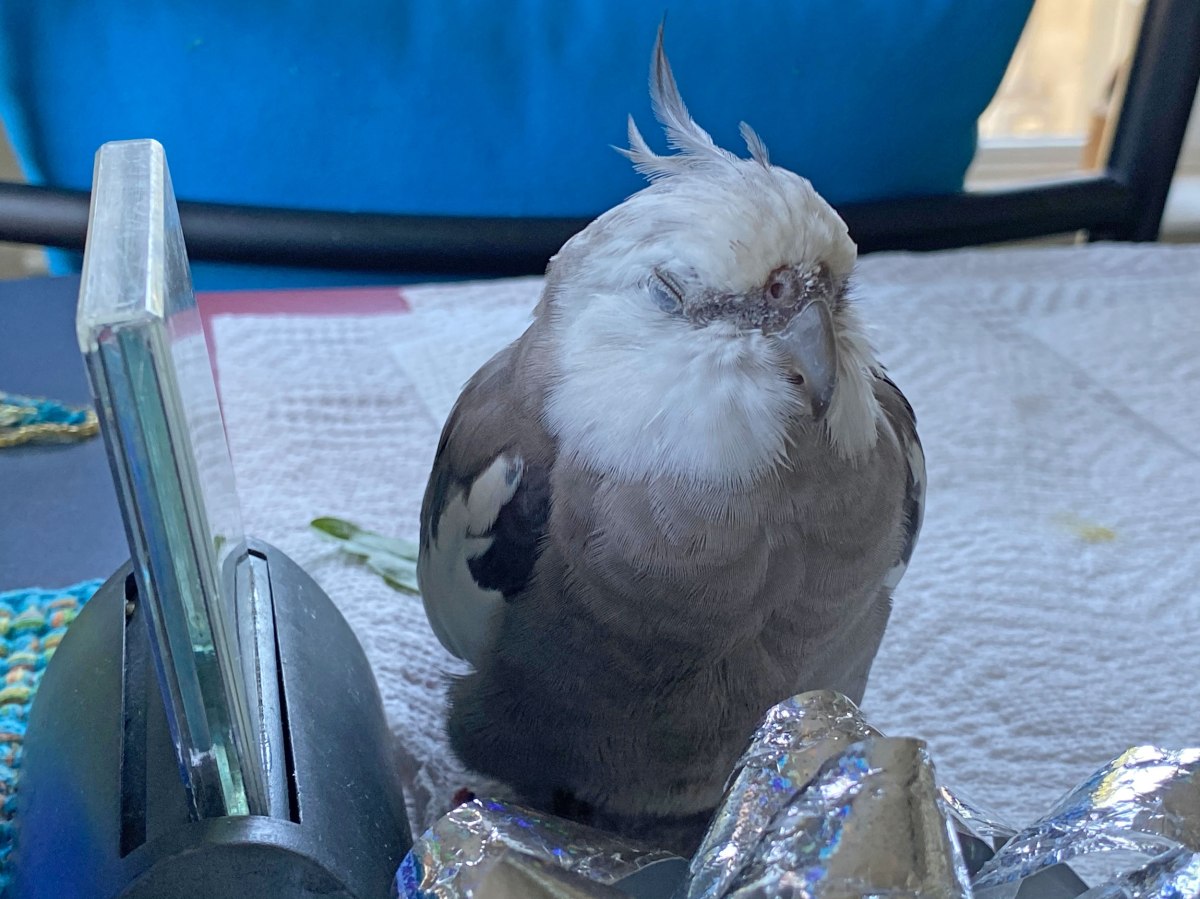 Cuteness for Comfort with Pearl: Cockatiel Napping – Love & Feathers ...