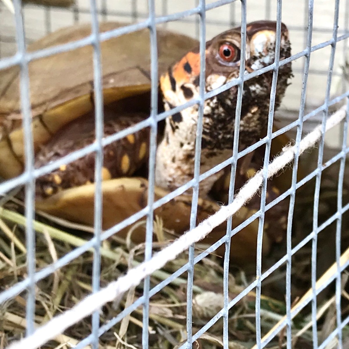 Bruce Explains Box Turtles: Beards – Love & Feathers & Shells