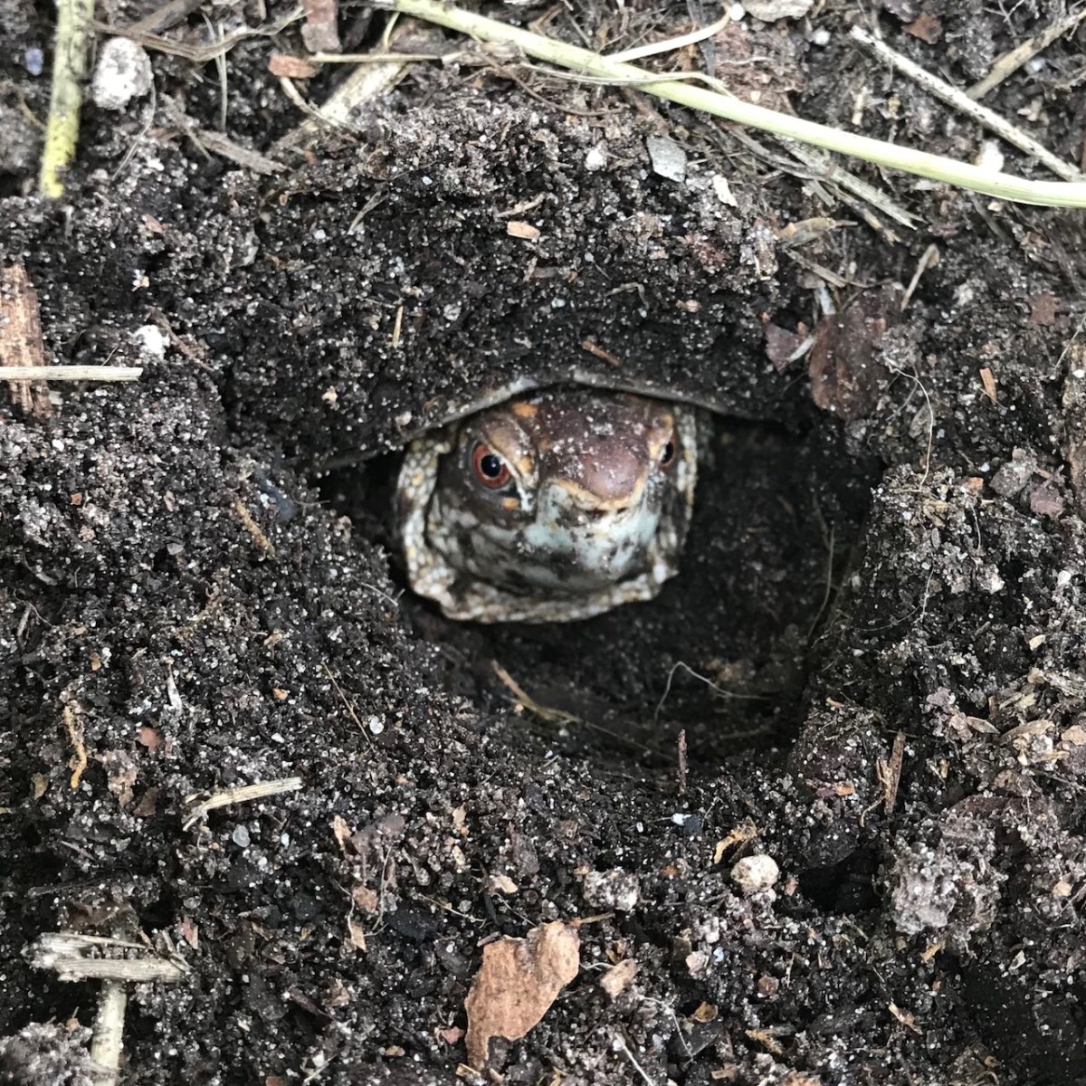 Bruce Explains Box Turtles: Burrowing – Love & Feathers & Shells