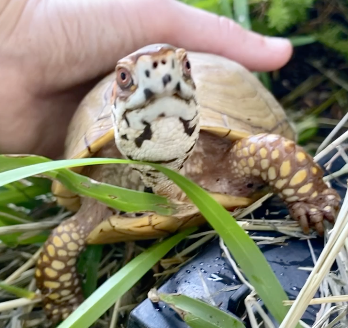 Day 285: Shell Scratches for Box Turtles – Love & Feathers & Shells