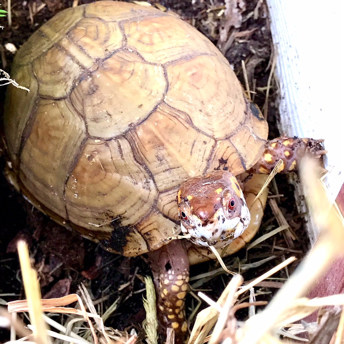 Bruce Explains Box Turtles: Making Hay – Love & Feathers & Shells