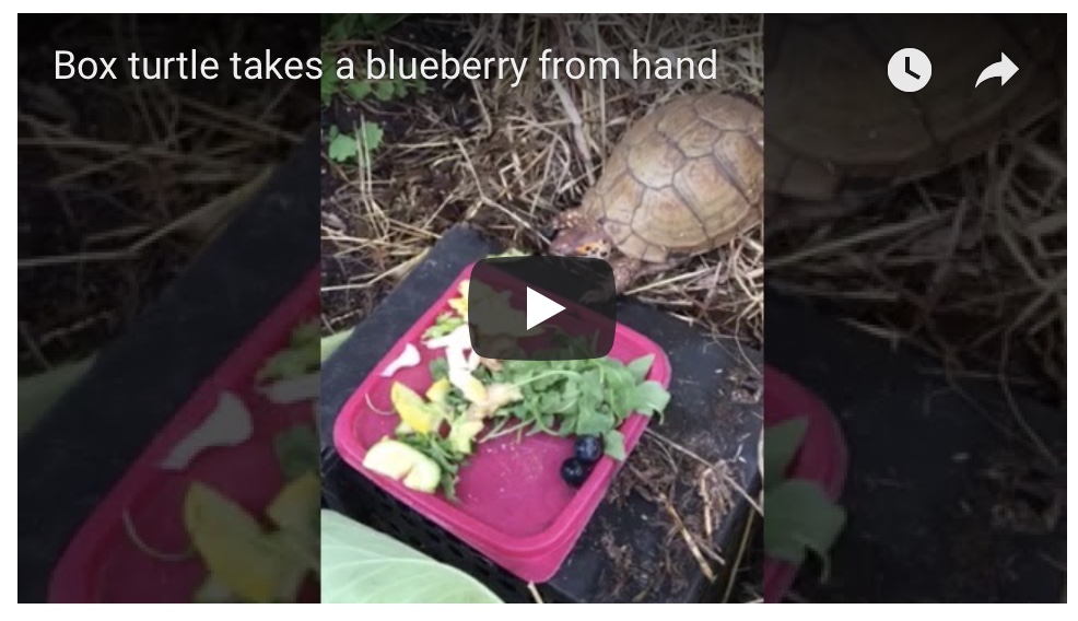 Bruce Explains Box Turtles: Hand Feeding – Love & Feathers & Shells