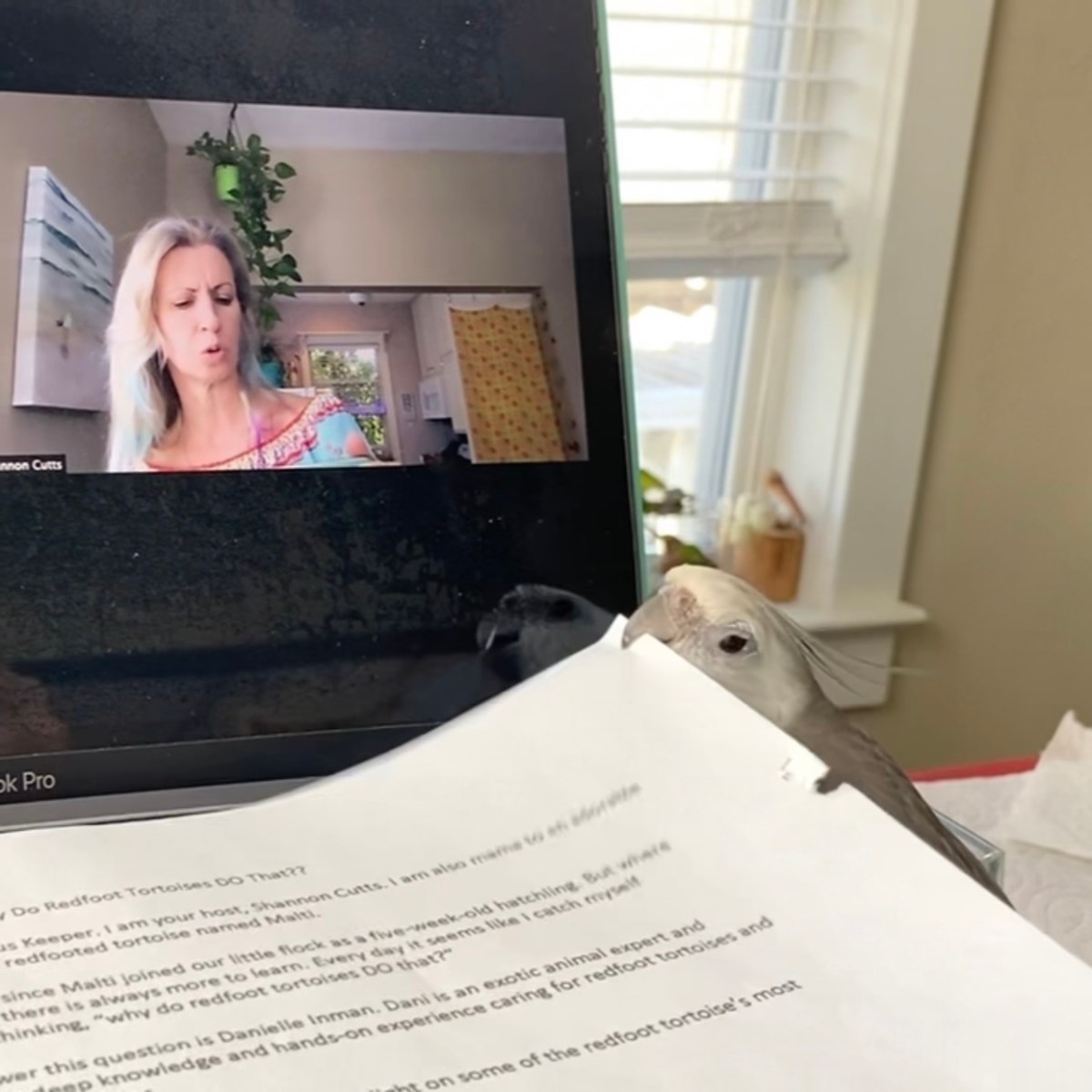 Interspecies Flock Life with Shannon: With Parrot – Love & Feathers ...