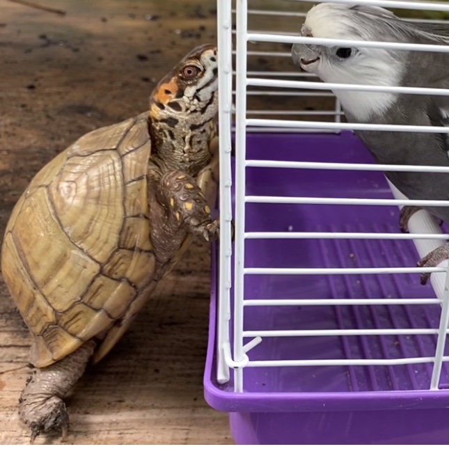 Being Brave with Bruce: A Standup Guy – Love & Feathers & Shells