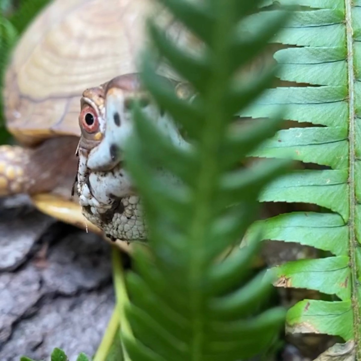 Being Brave with Bruce: What Box Turtle? – Love & Feathers & Shells