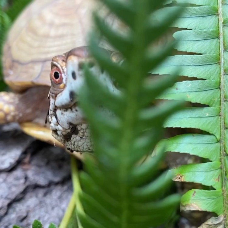 Being Brave with Bruce: What Box Turtle? – Love & Feathers & Shells