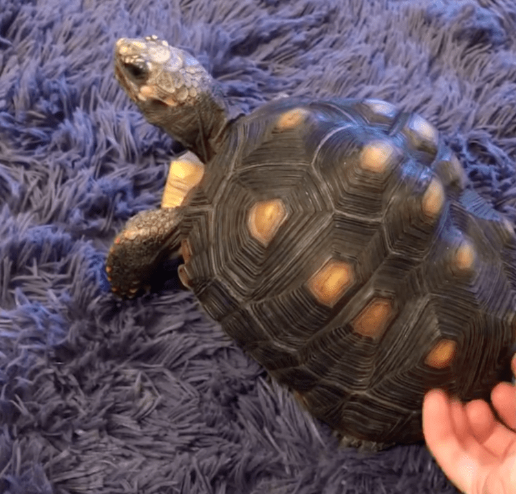 Day 203: Tortoise Shell Scratches – Love & Feathers & Shells