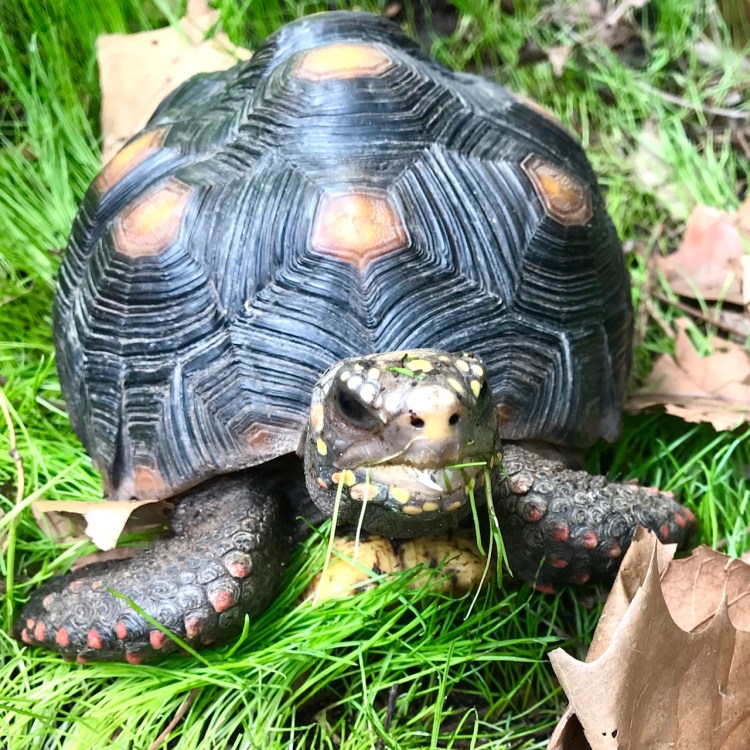 Malti Explains Redfoot Tortoises: Grass – Love & Feathers & Shells