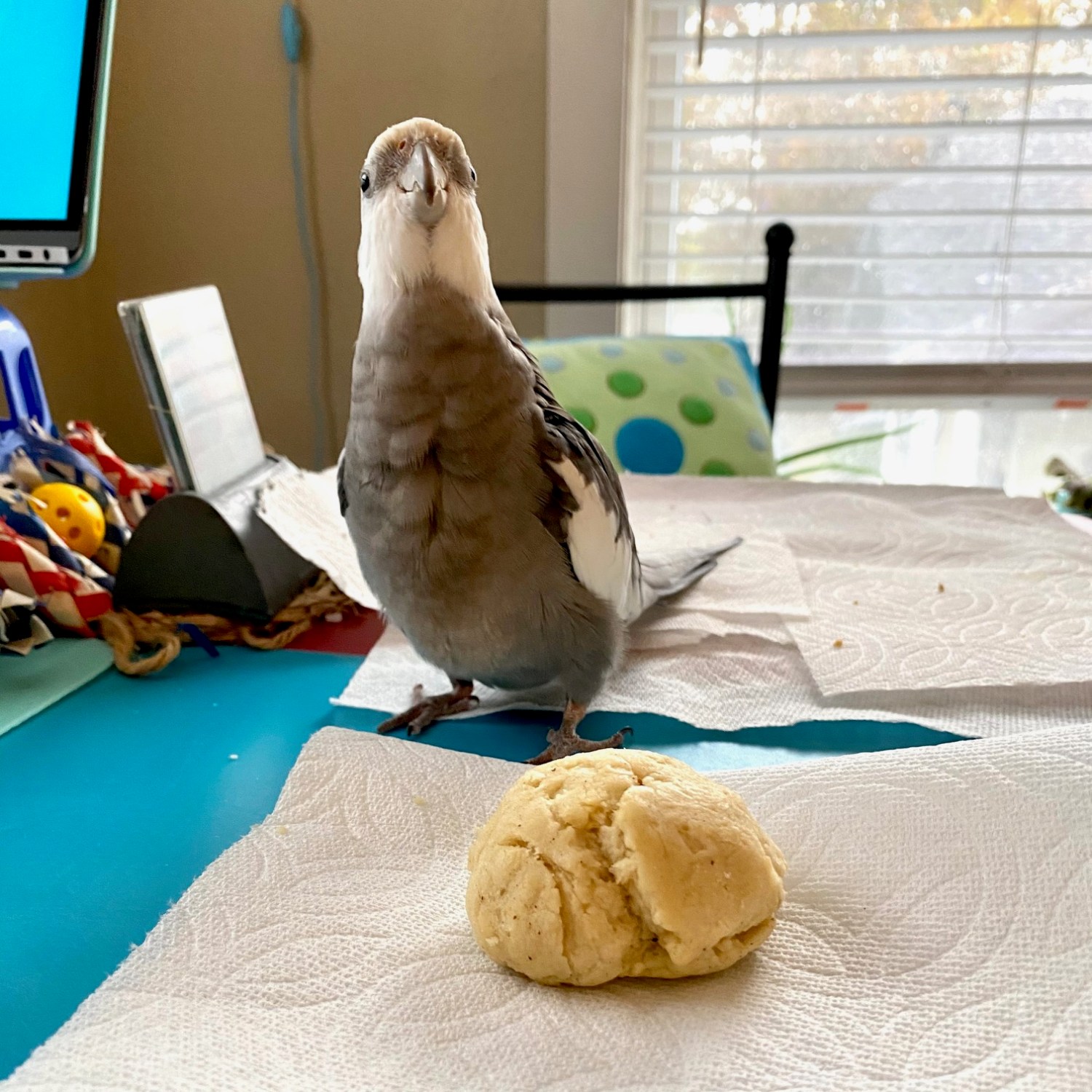Cuteness for Comfort with Pearl: Special Biscuits – Love & Feathers ...