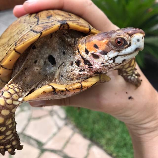 Day 27: Box Turtle Neck Rashes – Love & Feathers & Shells